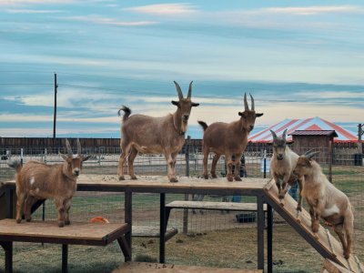 The Art of Agriculture at At'l Do Farms - LubbockEDA